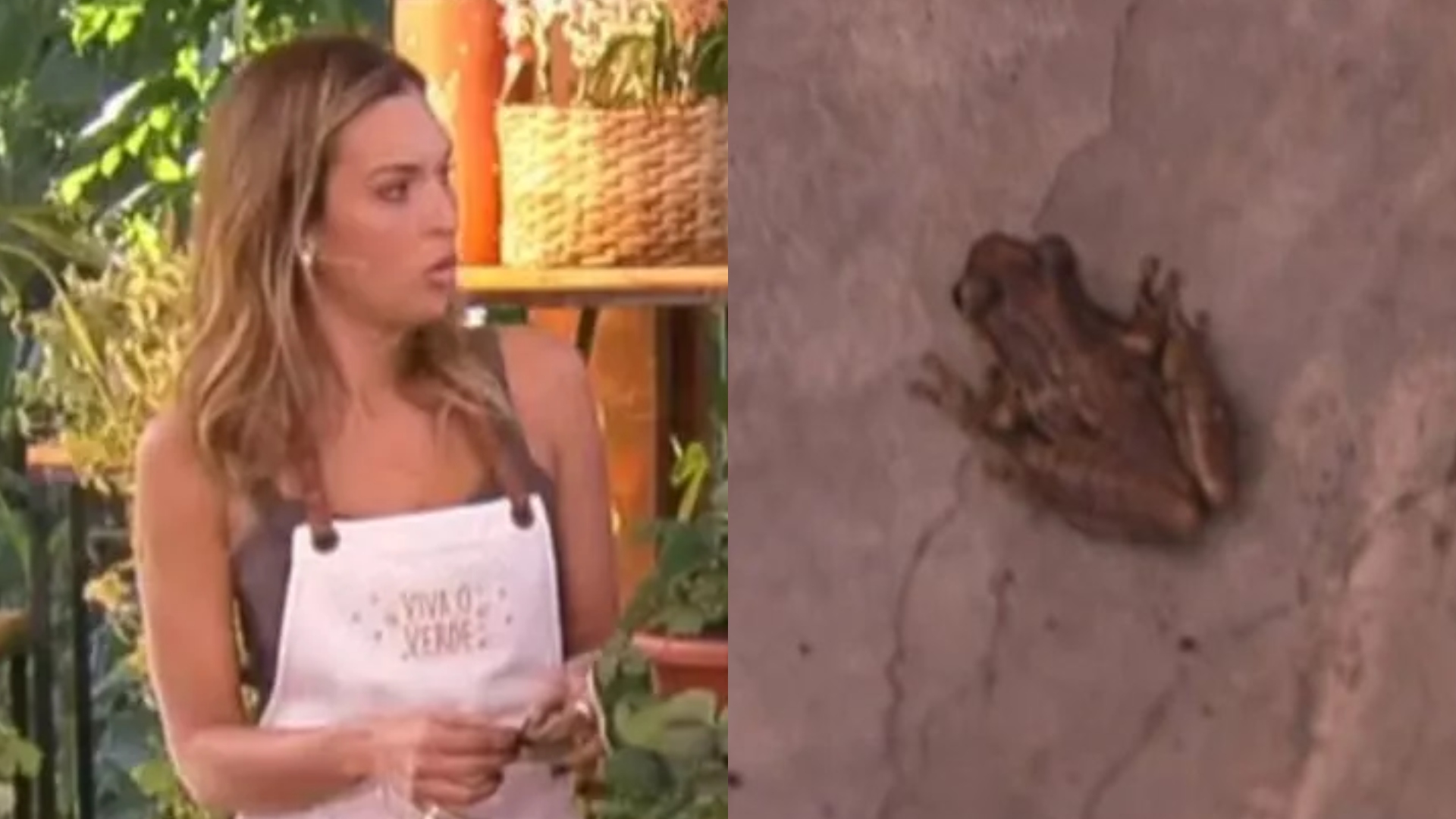 Talitha Morete entra em pânico com perereca no É de Casa e especialista ...