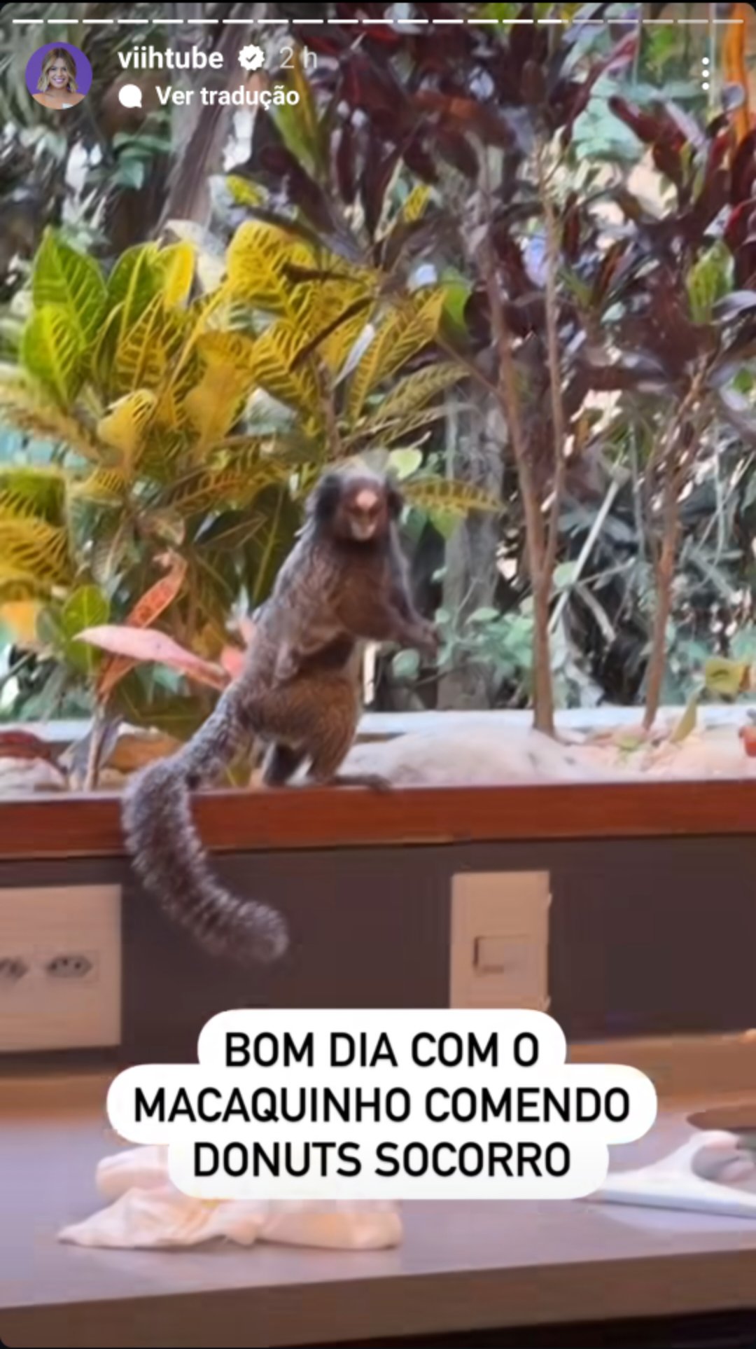 Viih Tube é surpreendida por macaco em sua cozinha: 'Boca cheia de ...