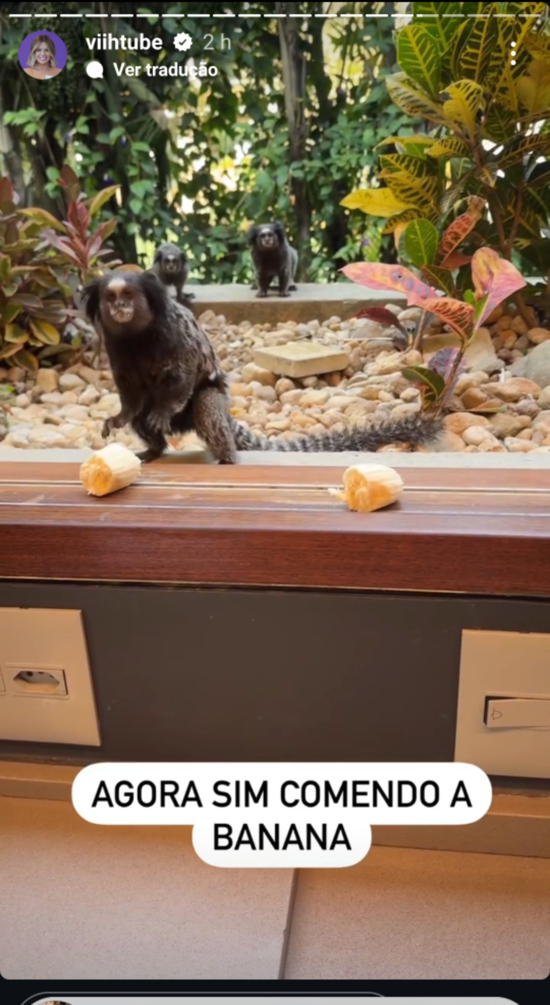 Viih Tube é surpreendida por macaco em sua cozinha: 'Boca cheia de ...