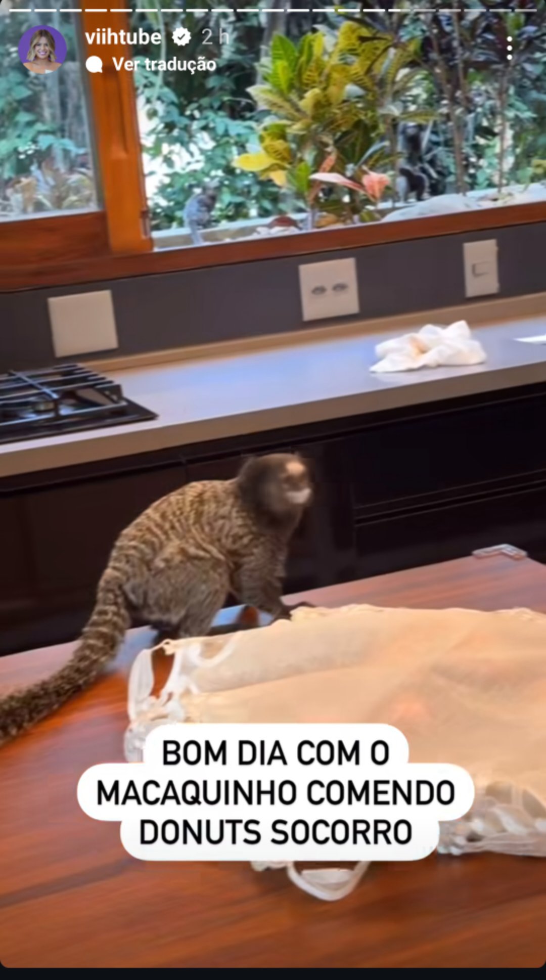 Viih Tube é surpreendida por macaco em sua cozinha: 'Boca cheia de ...