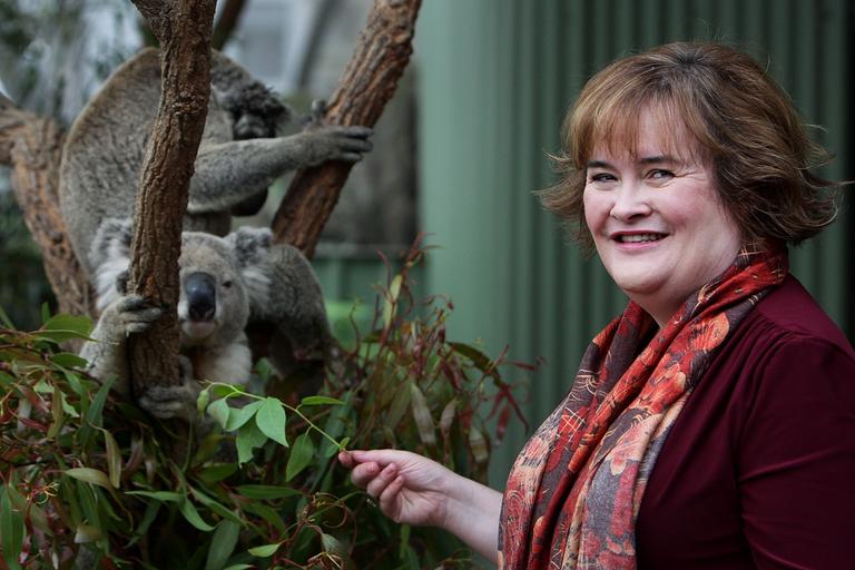 Susan Boyle brinca com coalas na Austrália - CARAS Brasil